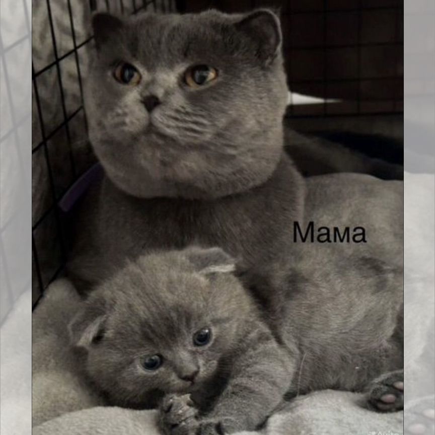Шотландский вислоухий короткошёрстный котёнок