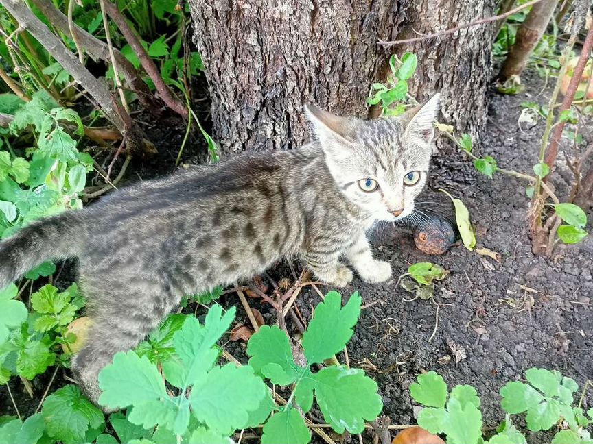 Котята в добрые руки мальчики