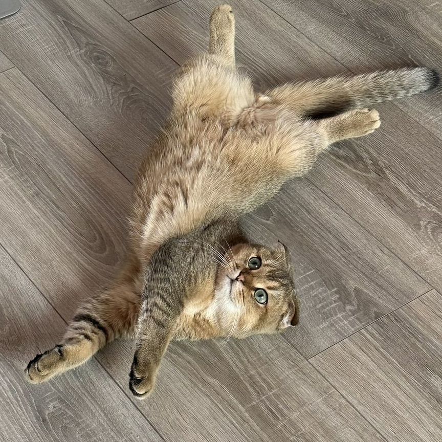 Шотландская золотая шиншилла