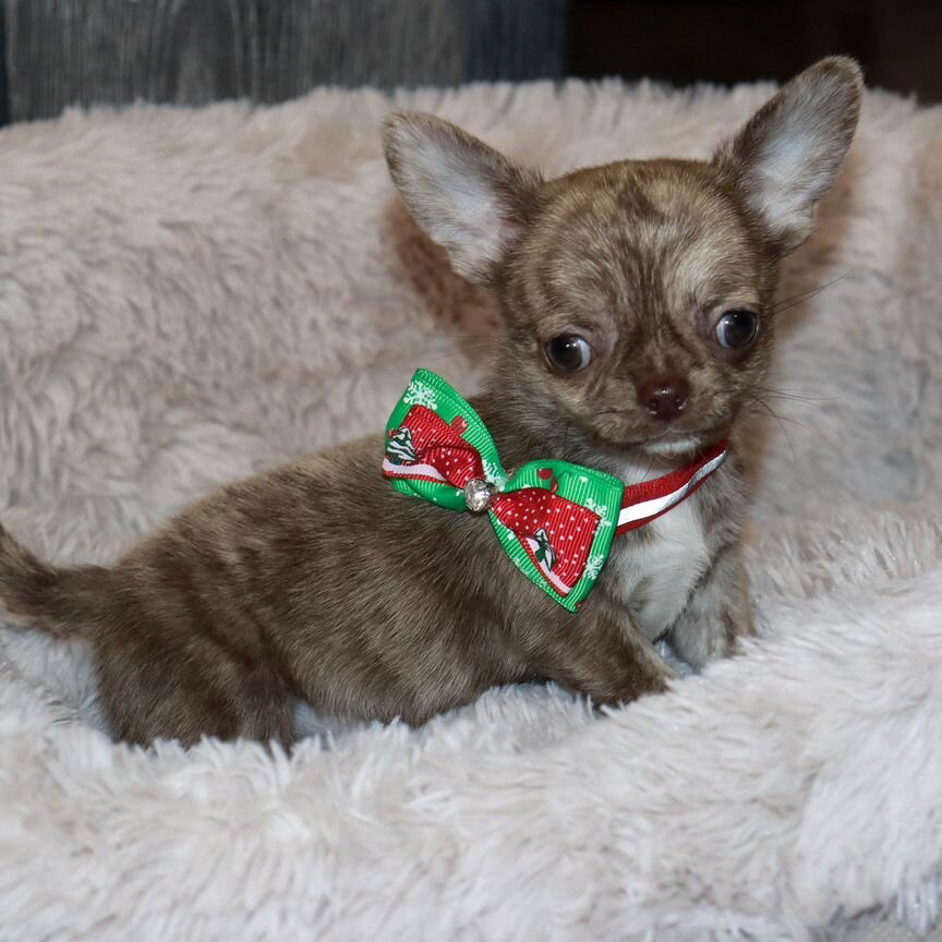 Юджин. Шоколадный чихуахуа с доставкой и видео