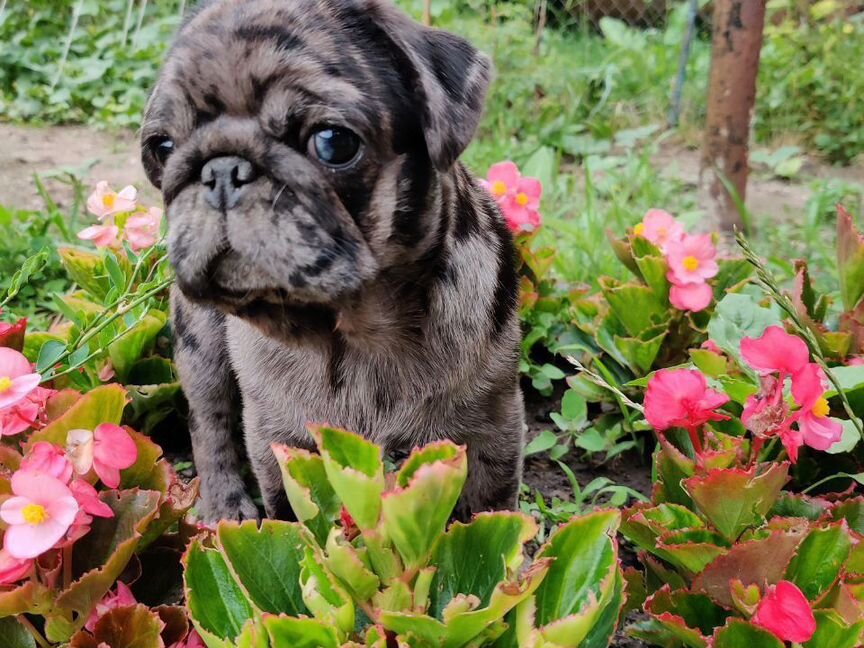 Щенки мопс мерле