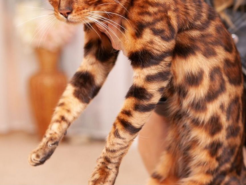 Вязка с бенгалом