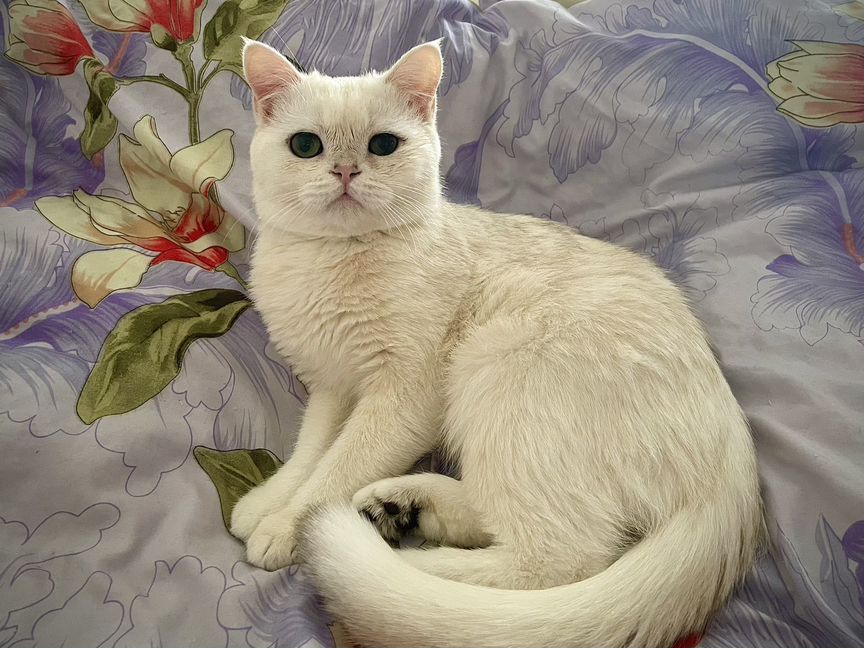 Кот ищет кошку