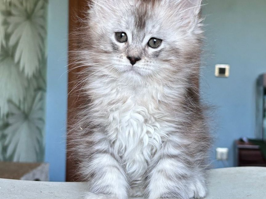 Ягодка. Высокое серебро. Кошка в разведение