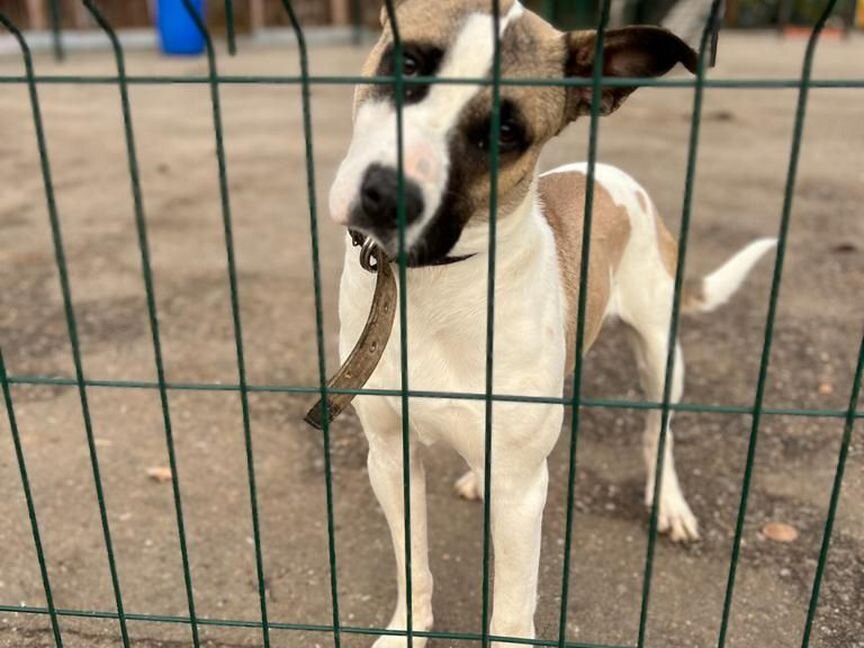 Активная молодая пятнистая собака бесплатно в дар