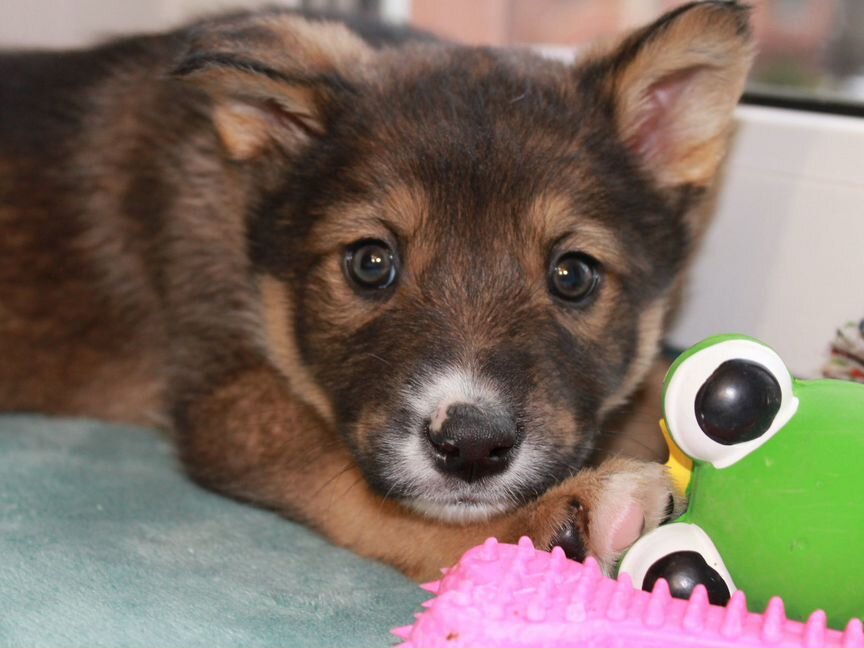 Ника,щенок малышка 2 мес. 2,8 кг, с доставкой