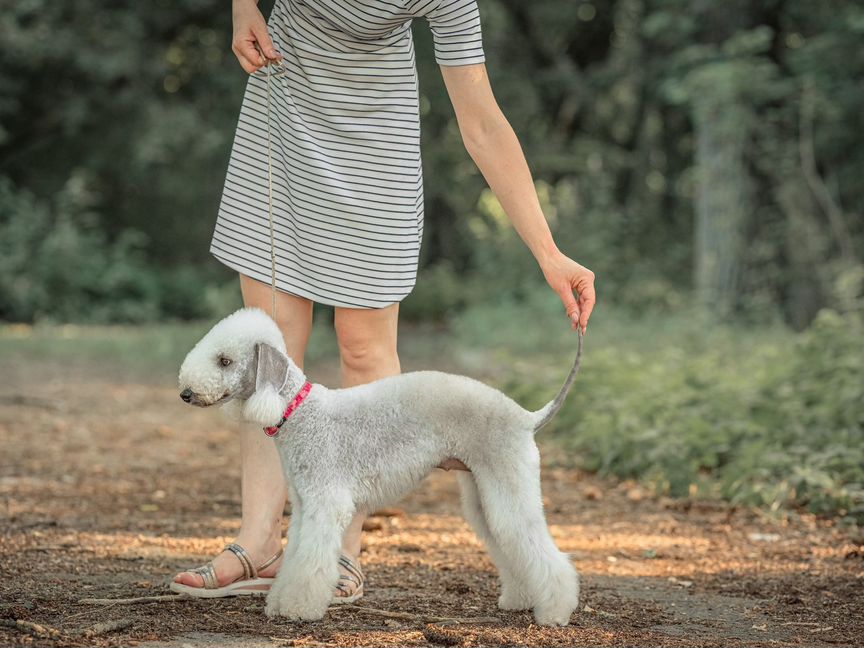 Щенки бедлингтон терьера