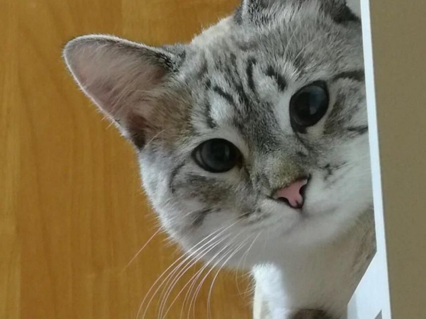 Тайска кошка бесплатно в добрые руки
