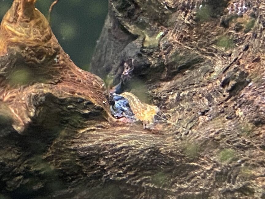 Креветки вишня, мальки гуппи