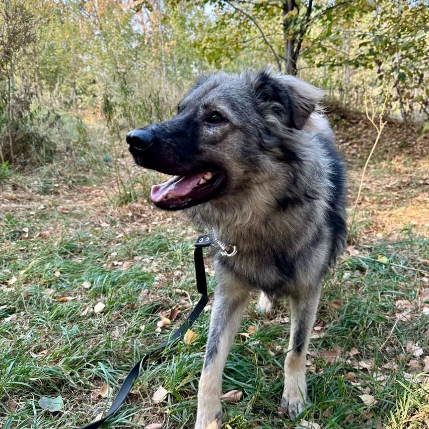 Молодой пес пропадает в приюте без внимания