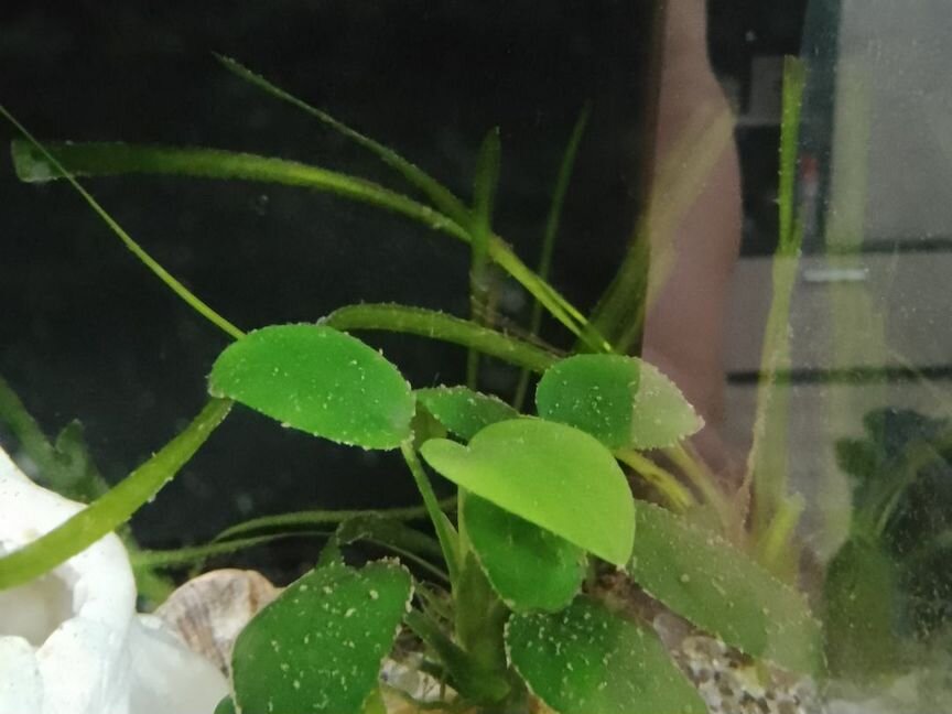 Аквариумные растения анубиас