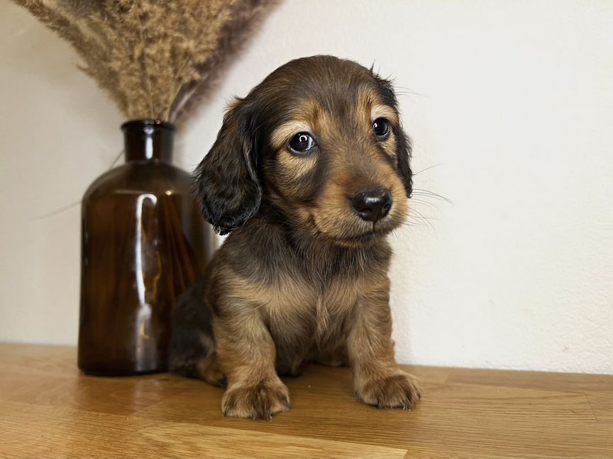 Мальчик кроличьей длинношерстной таксы