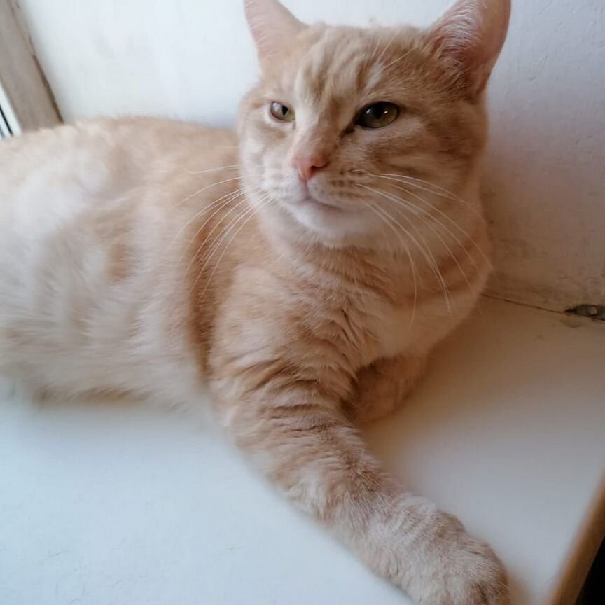 Молодой котик в добрые руки