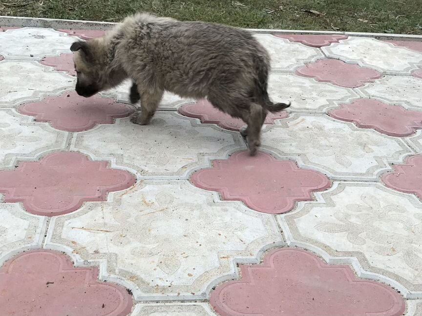 Щенята Восточноевропейской овчарки 3 месяца