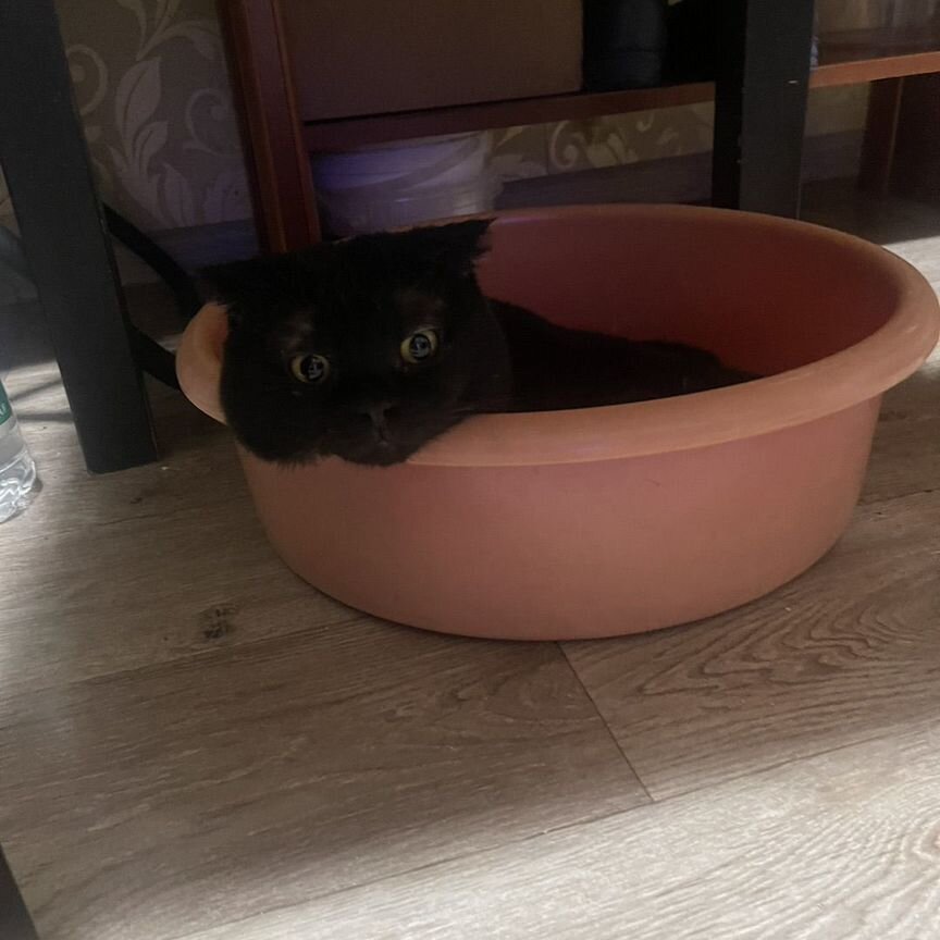 Кот