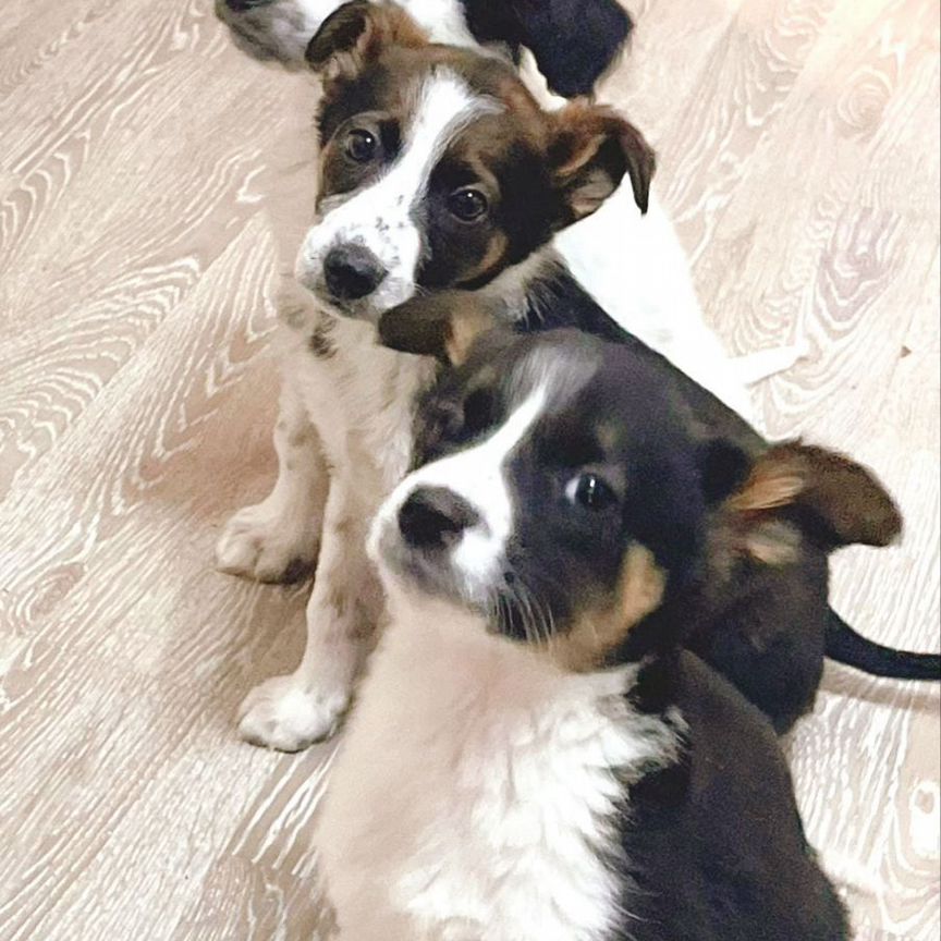 Три сестрицы