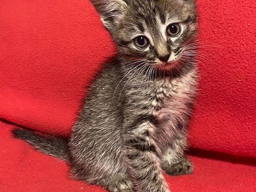 Котята в дар