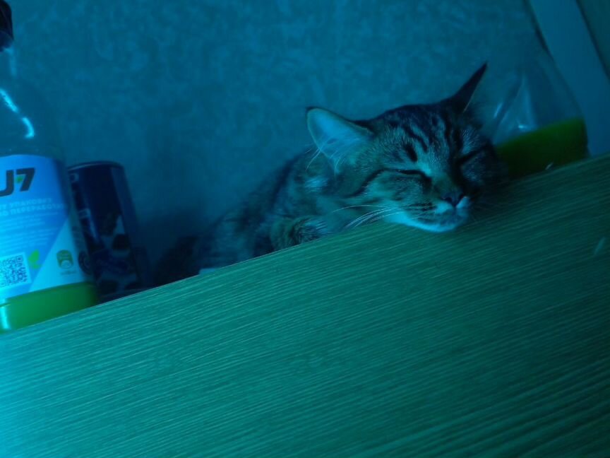 Прелестная Мона в добрые руки