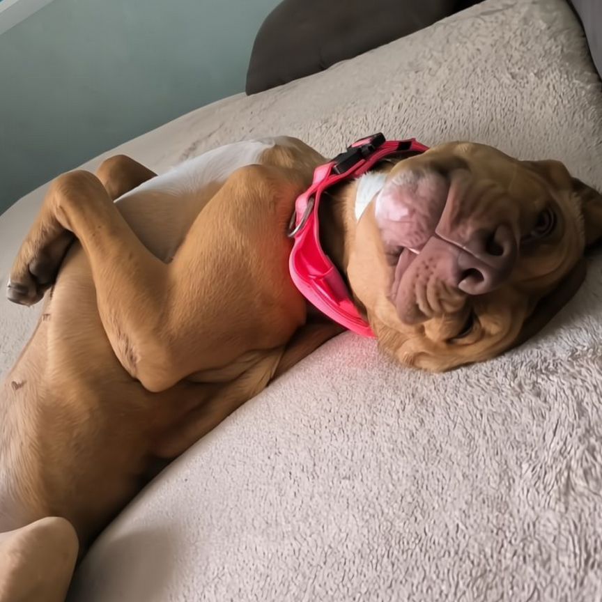 Американский булли, взрослая собака