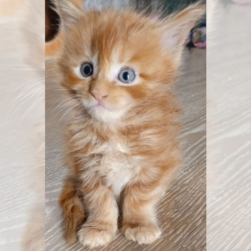 Мейн-кун котёнок