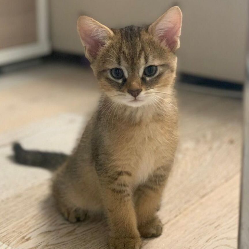Чаузи мальчик котенок