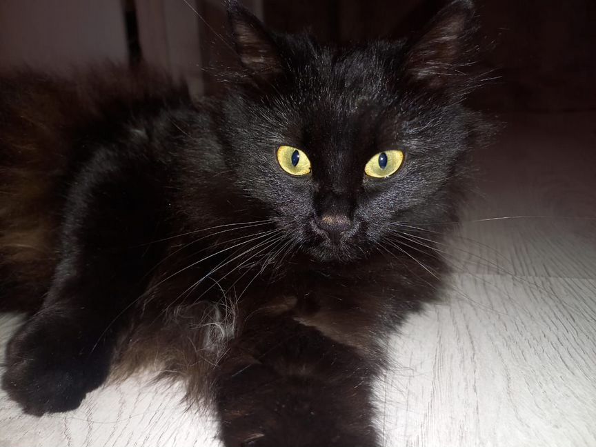 Кошка Дымка