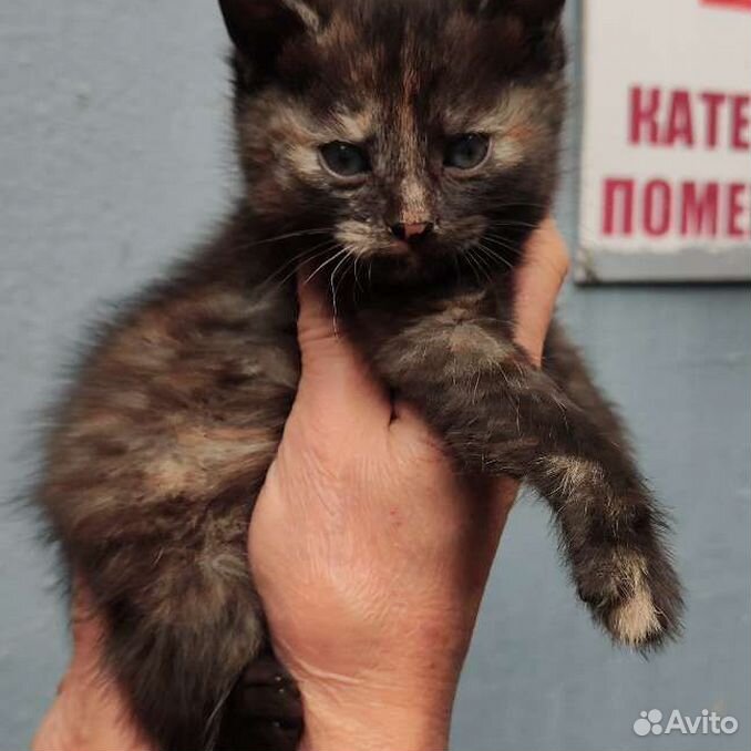 Котодевочка в добрые руки
