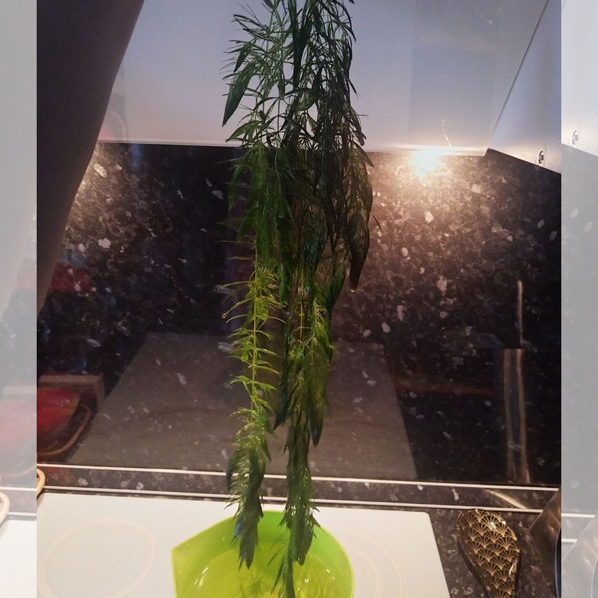 Роголистник