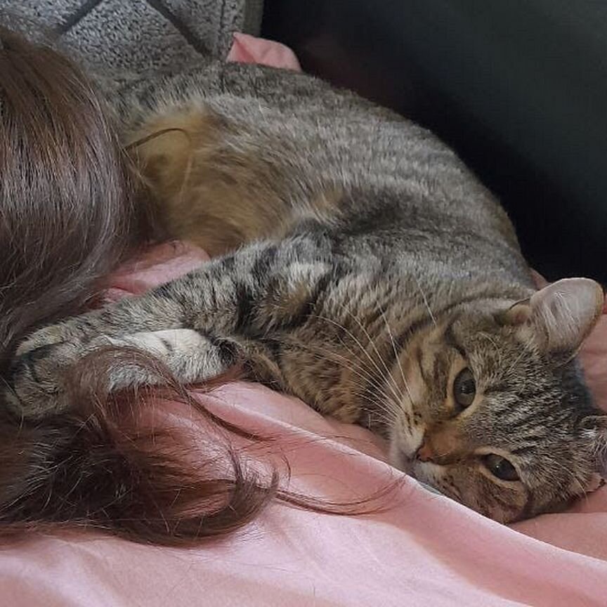 Кошка