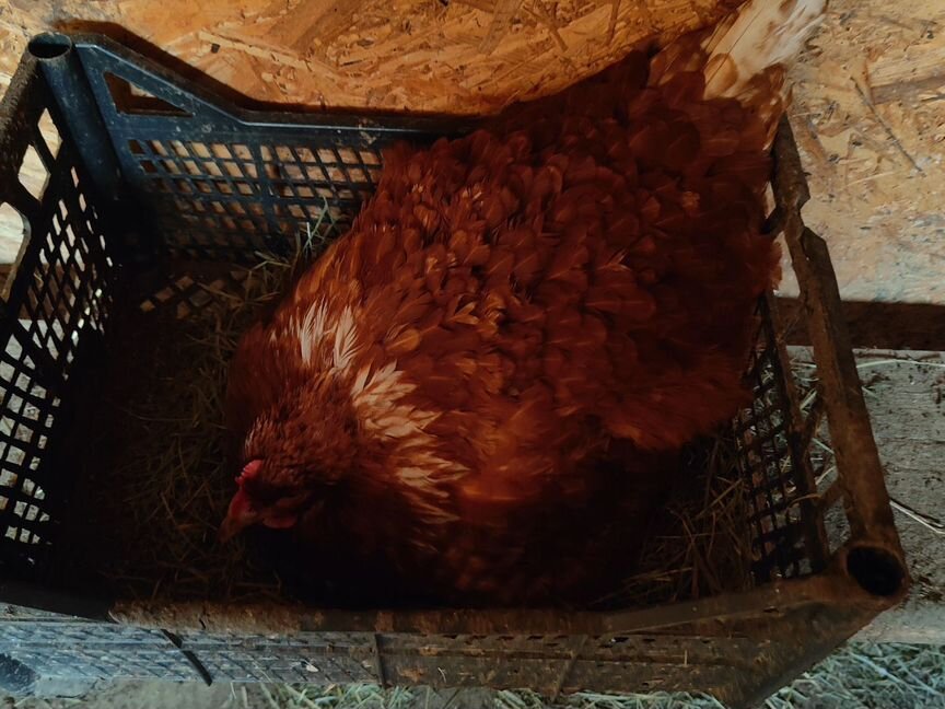 Курица наседка (несушка)