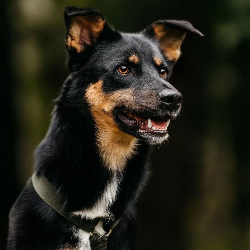 Взрослый пёс в добрые руки