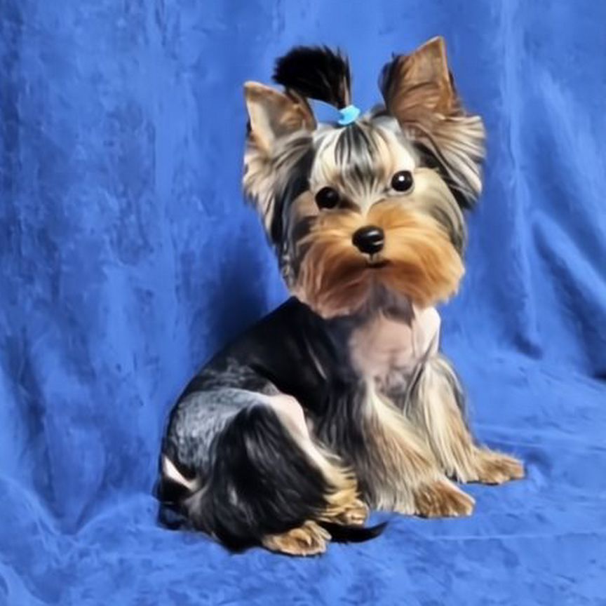 Йоркширский терьер, щенок