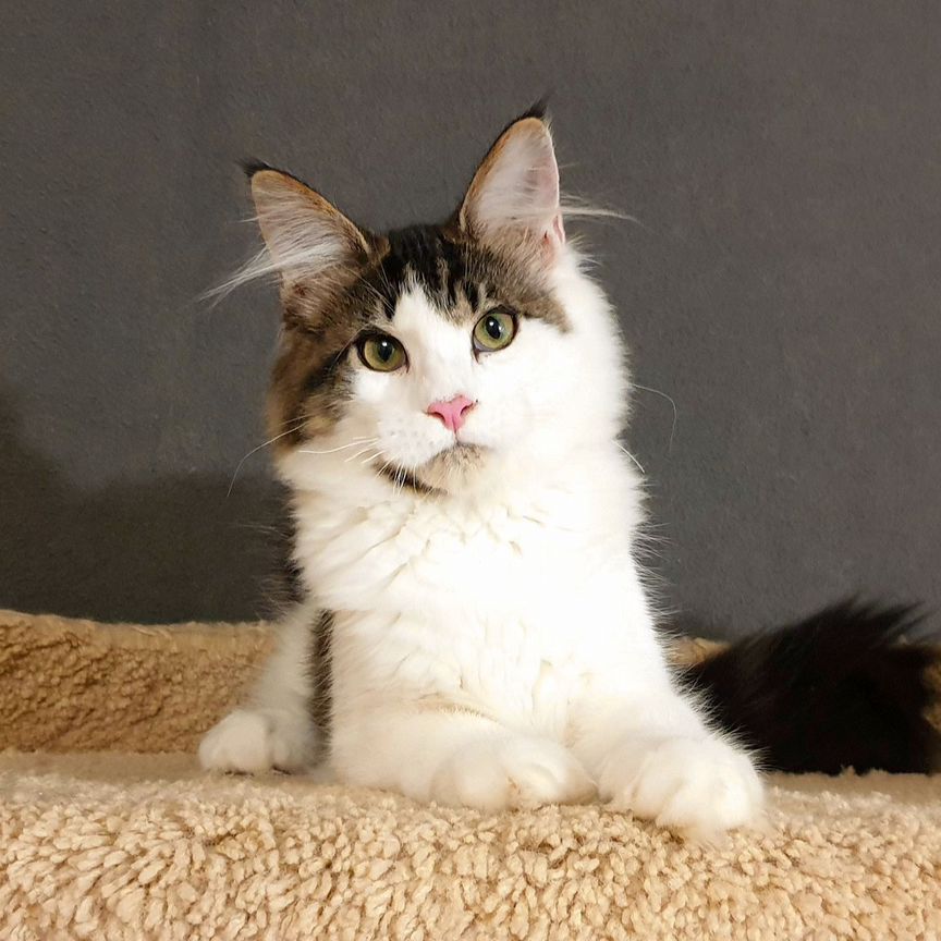 Мейн кун котик