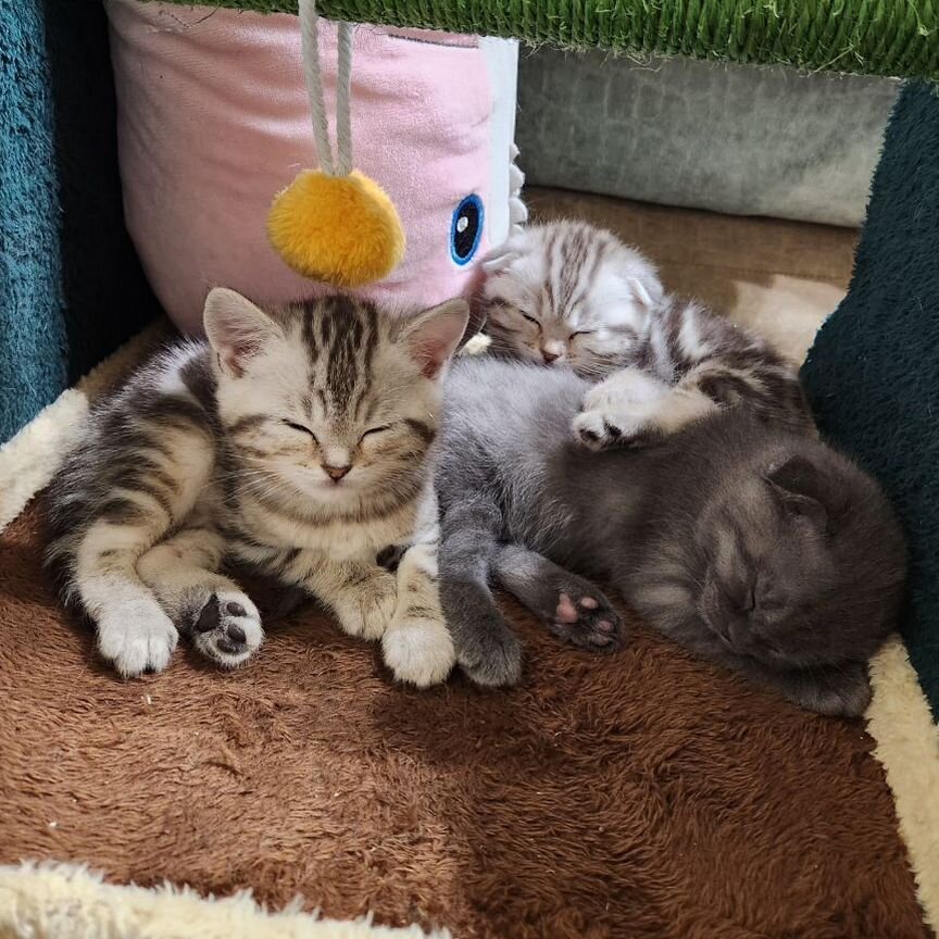 Шотландский вислоухий короткошёрстный котёнок