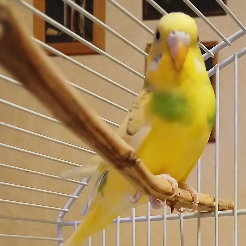 Волнистый попугай самка