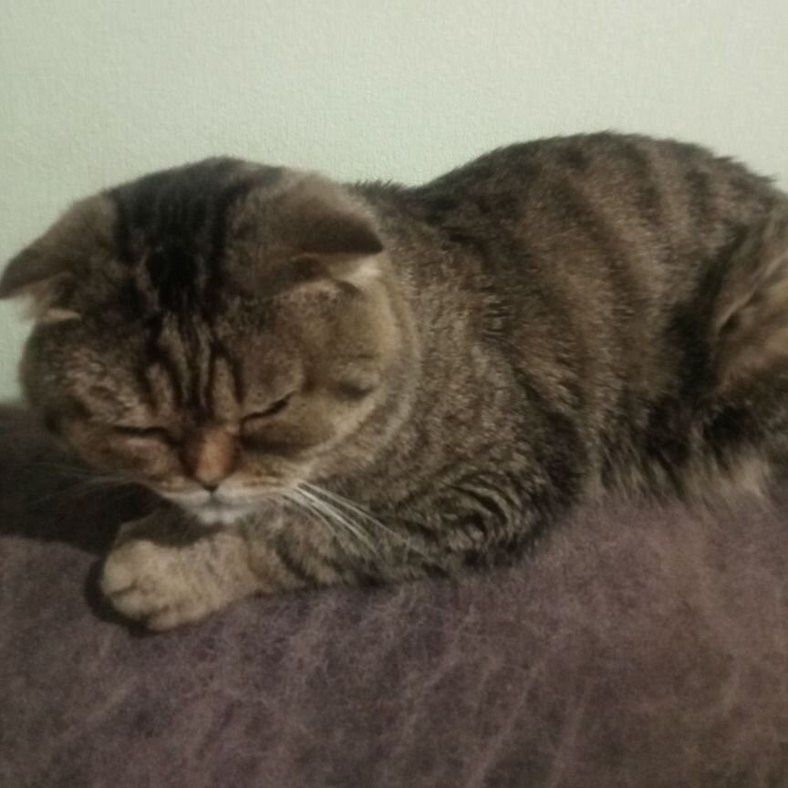 Шотландский вислоухий длинношёрстный кот, взрослый