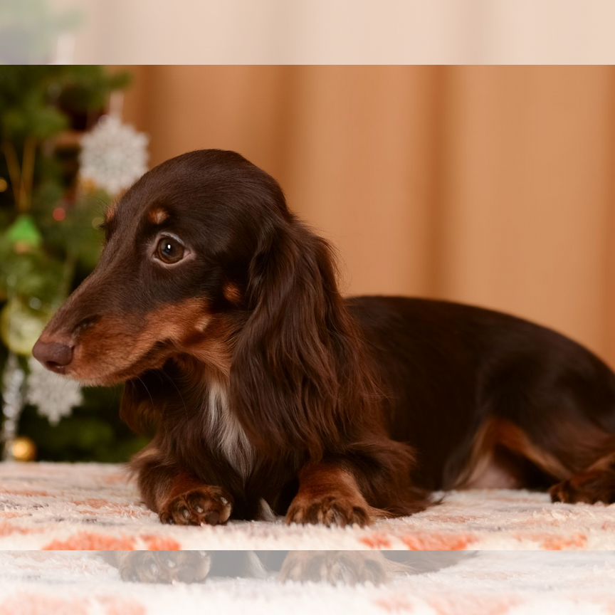 Кроличья такса, щенок