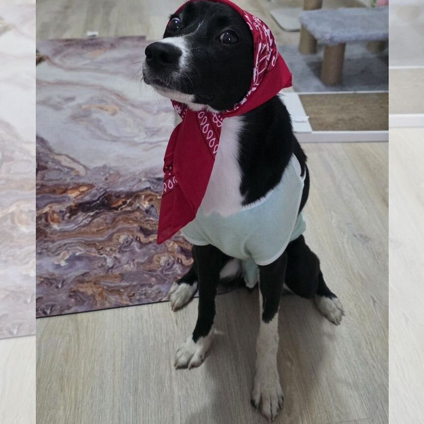 Щенок в добрые руки