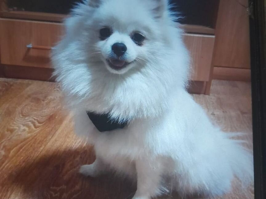 Померанский шпиц