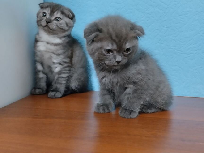 Шотландские вислоухие котята