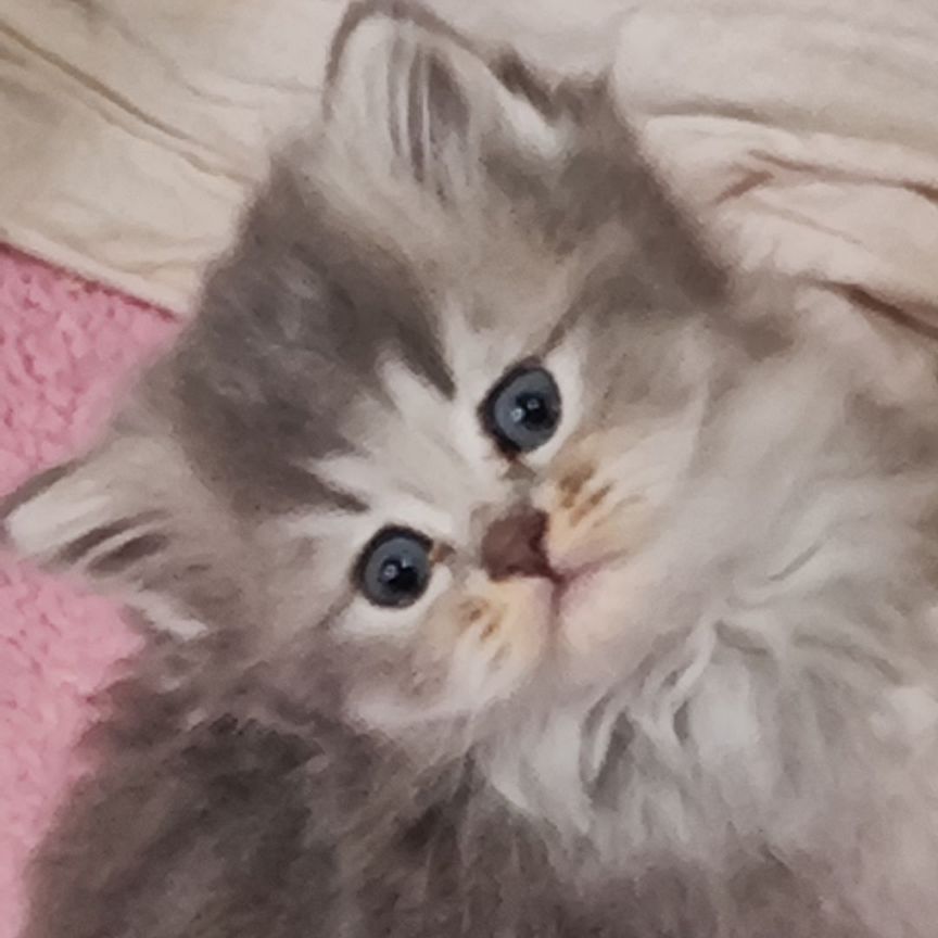 Британские котята голубое золото