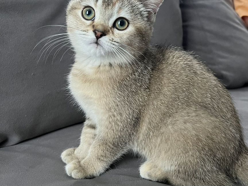 Кошка британская котенок