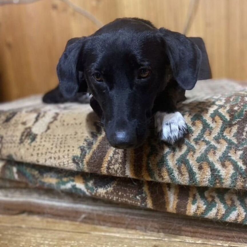 Спасите собаку от усыпления