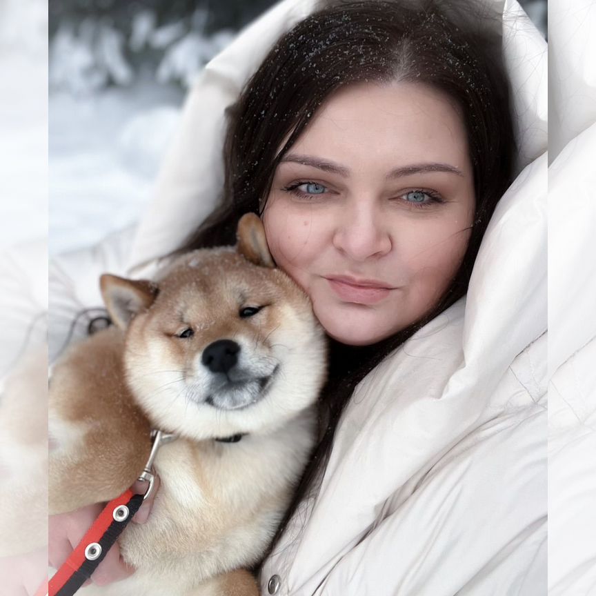 Сиба-ину, щенок