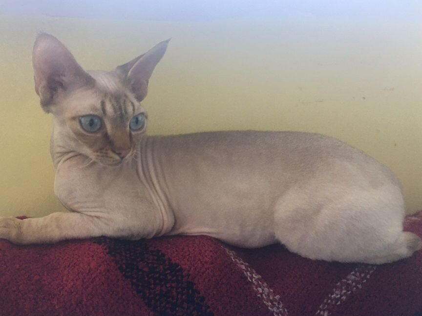 Девон-рекс вязка