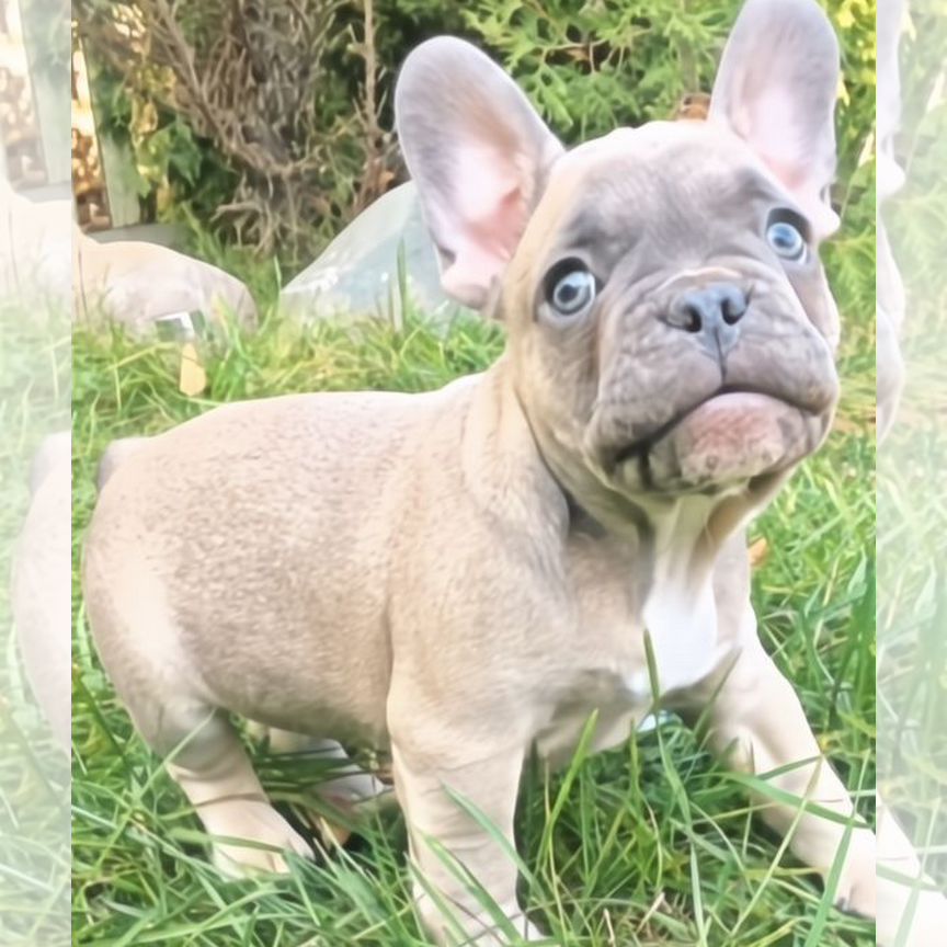 Французский бульдог, щенок