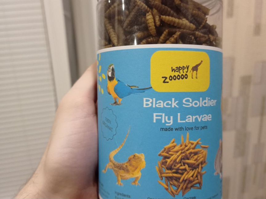 Личинки черной львинки