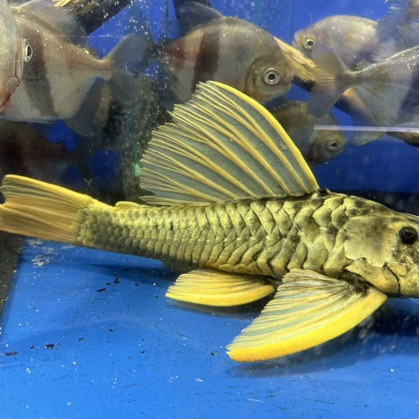 Hypostomus luteus