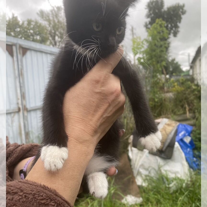Отдам в добрые руки котят