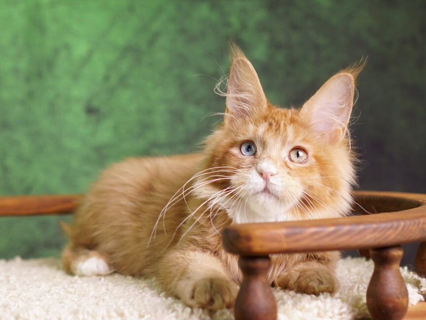 Мейн-кун разноглазая